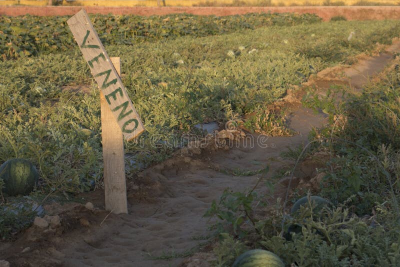 Watermelon Field with a Sign that Puts Poison Stock Image - Image of ...