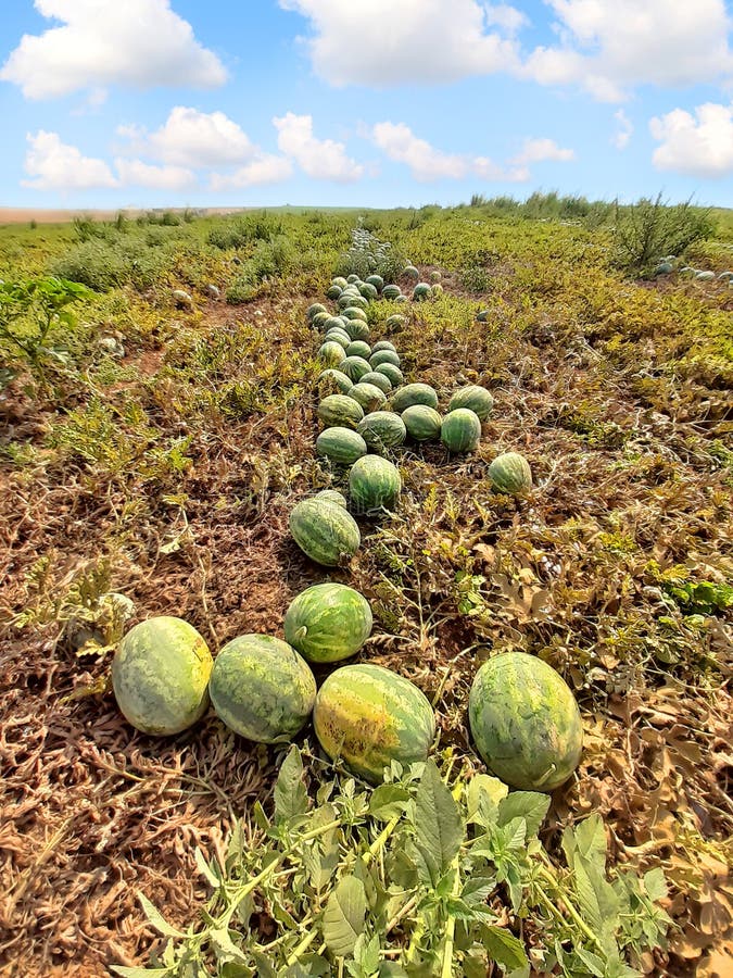 Watermelon Field Summer Day Stock Image - Image of harvest, field ...