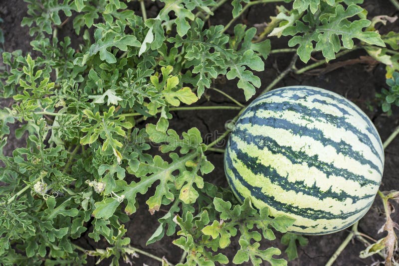 Watermelon on the Field, Top View. Watermelon Grows in Summer on the ...