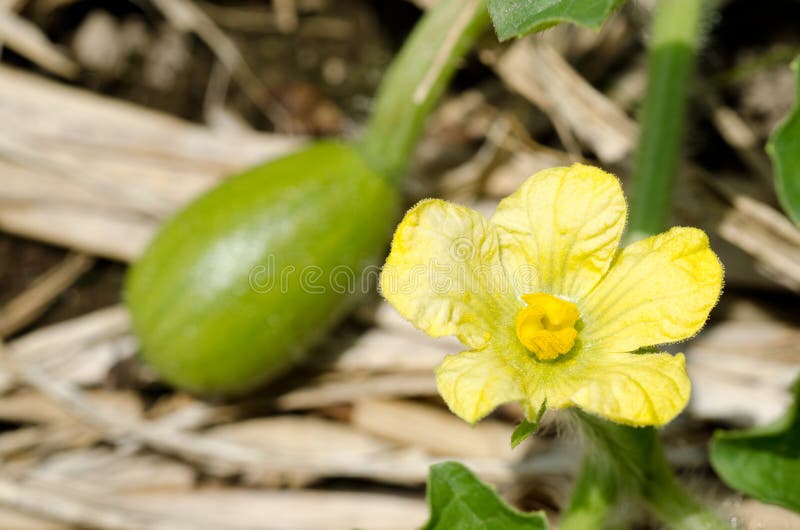 Watermelon flower stock image. Image of garden, nature - 25957959