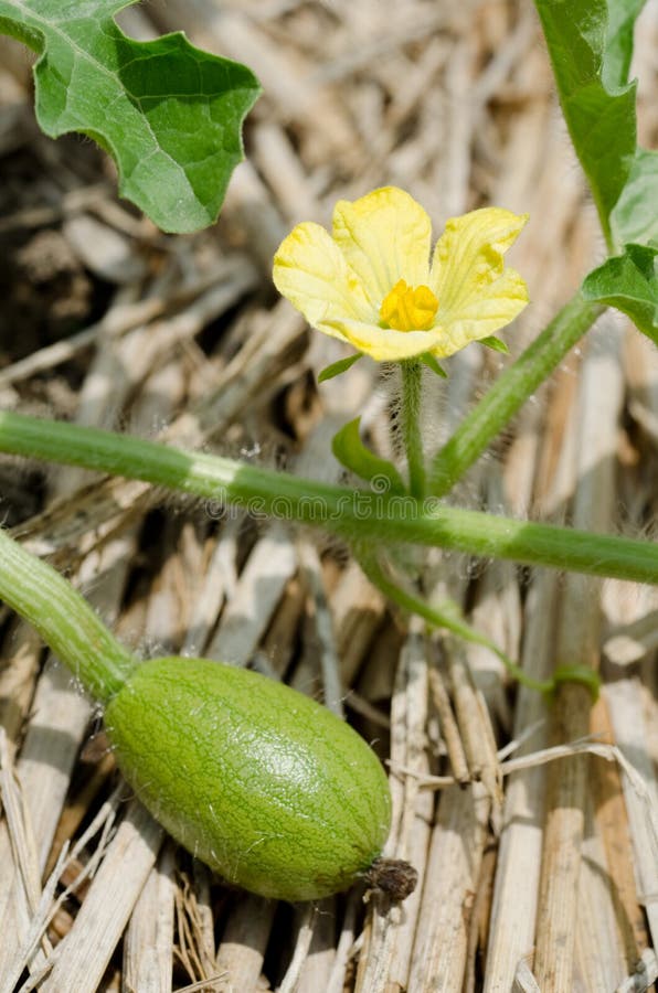 Watermelon flower stock photo. Image of watermelon, early - 25958012