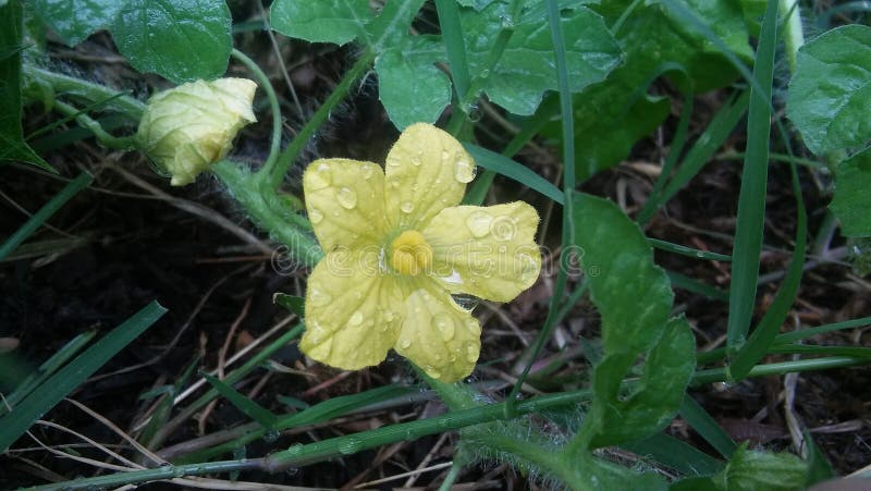 Watermelon Flower Full of Droplets Stock Photo - Image of green, petal ...