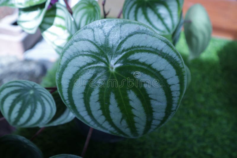 Watermelon Flowers in the Morning in Pots Have a Unique Texture Stock ...