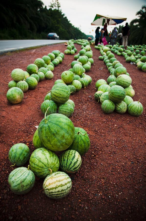Watermelon Fruit stock photo. Image of watermelon, life - 19964146