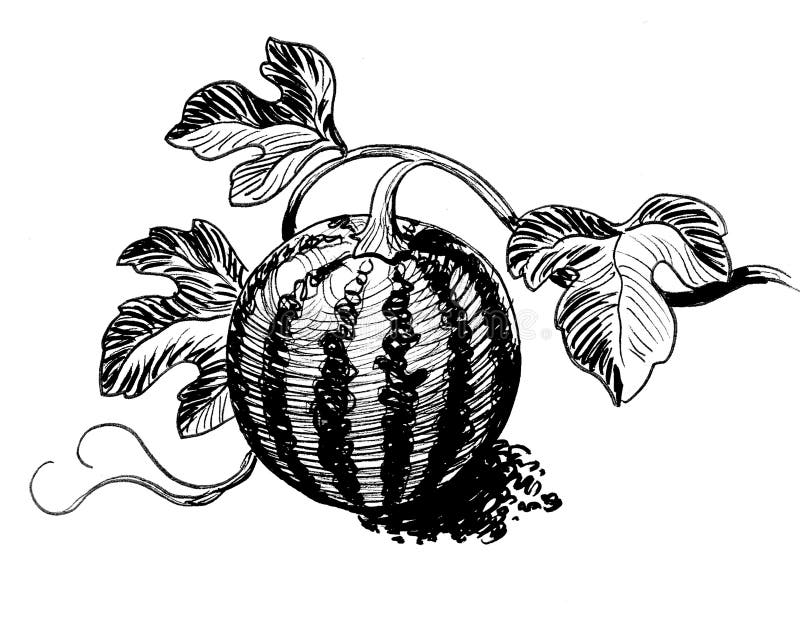 Watermelon Fruit on a Branch Stock Illustration - Illustration of ...