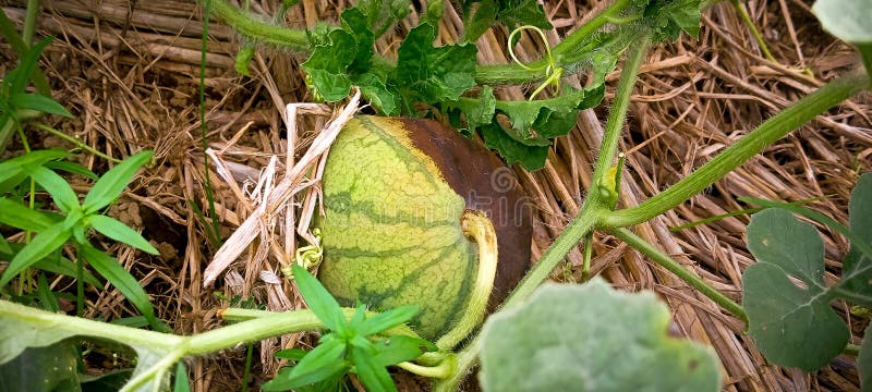 Rotten Watermelon Fruit Diseases Caused by Fungus and Bacteria Stock ...