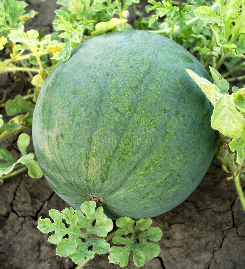 Watermelon in the garden stock photo. Image of ground - 15284734