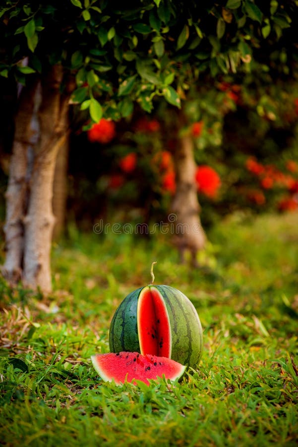Watermelon in the garden stock photo. Image of glass - 48983530