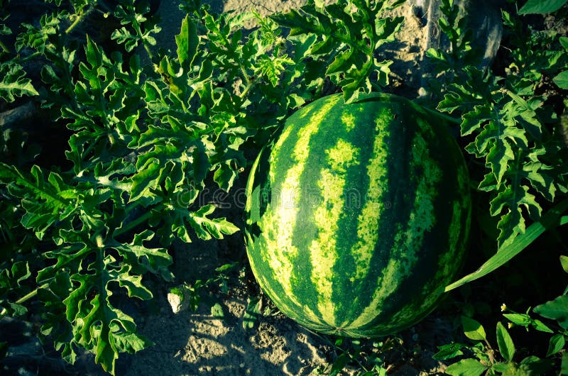 Watermelon in the Garden at Summer Stock Image - Image of harvesting ...