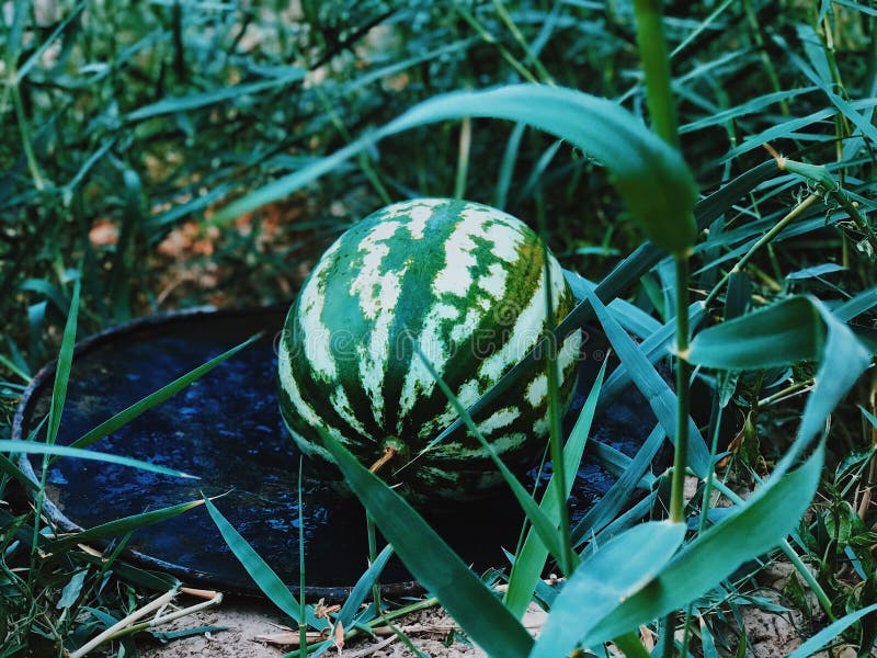 Watermelon in the Green Jungle Stock Image - Image of watermelon ...