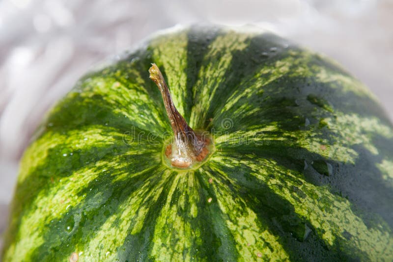 Watermelon on Grey Background Stock Photo - Image of pulp, nature: 16224952