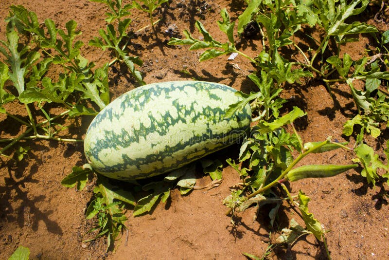 Watermelon on the ground stock image. Image of outdoor - 24540111