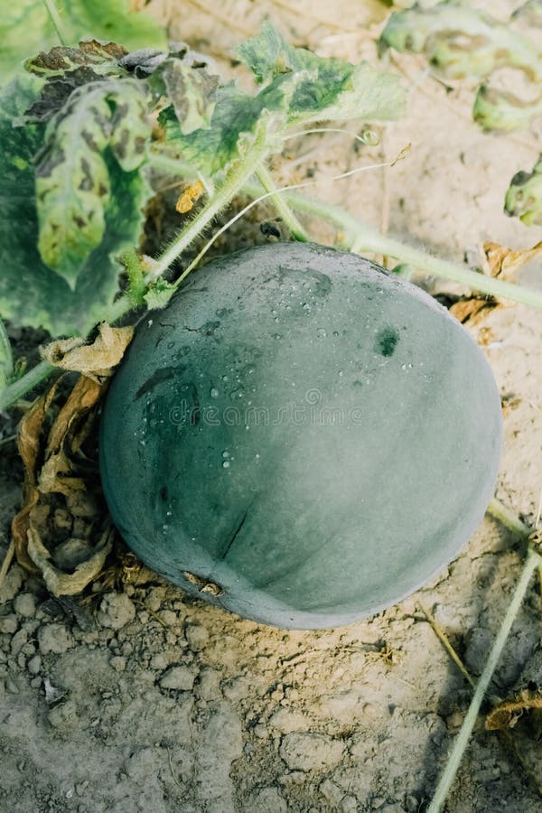 Watermelon on the Ground in the Garden. Stock Image - Image of garden ...