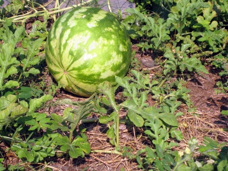 Watermelon Growing stock image. Image of fruit, summer - 12673891