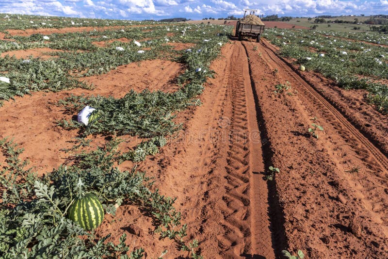 Watermelon Growing and Harvest Tractor with Wagon in the Field Stock ...