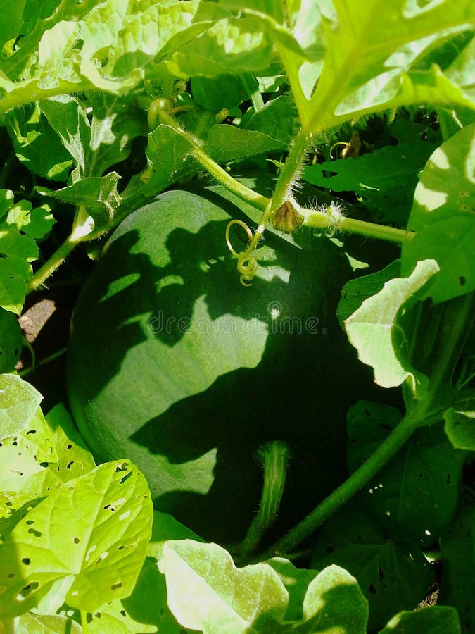 Watermelon Growing Melon Field Stock Image - Image of field, rural ...