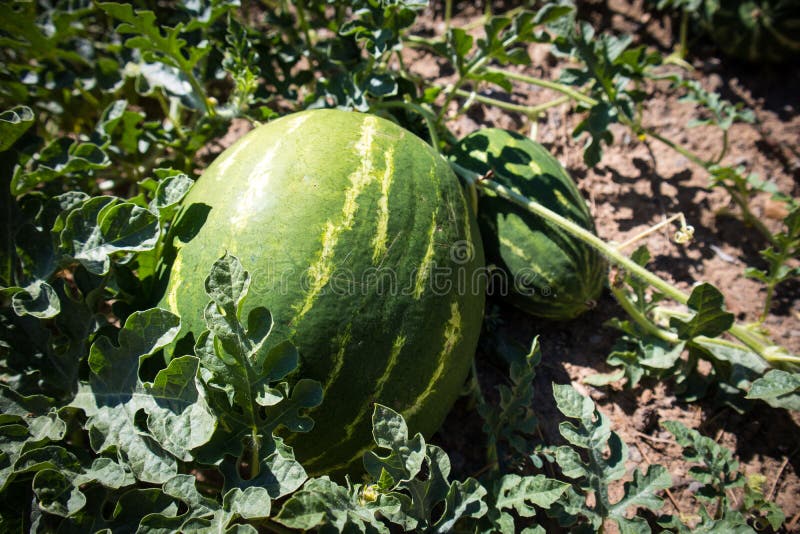 Watermelon Growing in a Melon Patch Stock Image - Image of ripe, spring ...