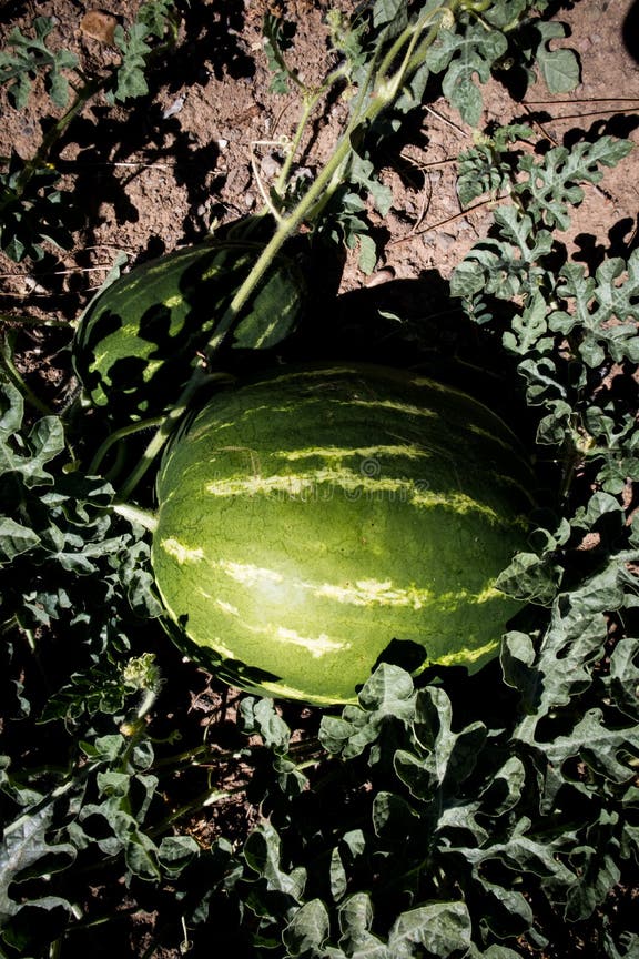 Watermelon Growing in a Melon Patch Stock Image - Image of plant ...