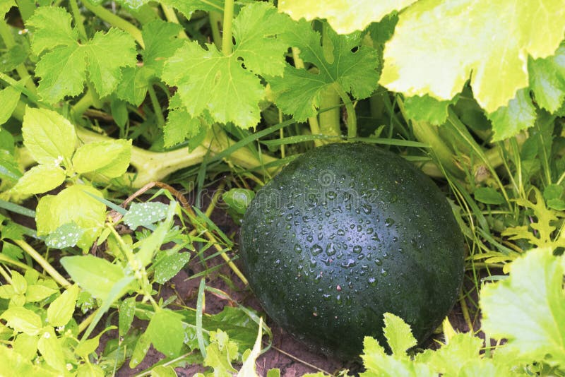 The Watermelon Grows in the Garden in August. Stock Photo - Image of ...