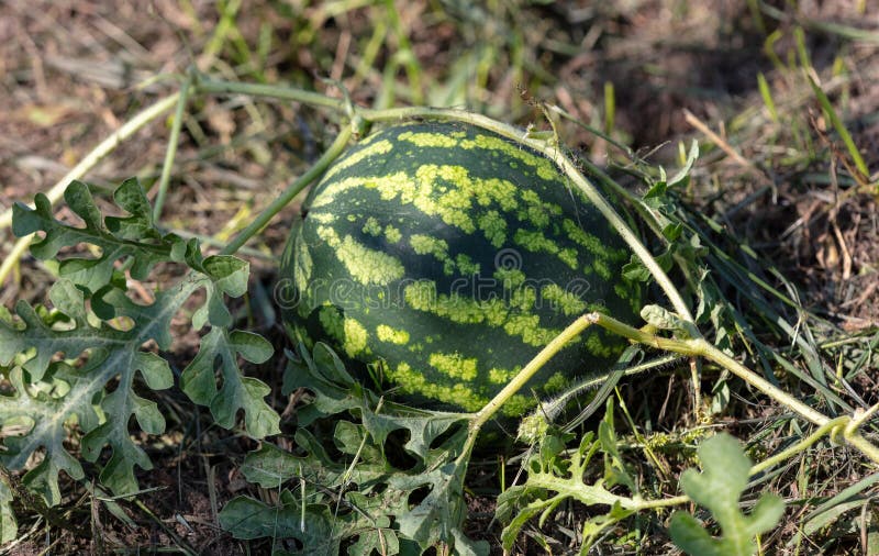 Watermelon Grows on the Ground in the Garden Stock Photo - Image of ...