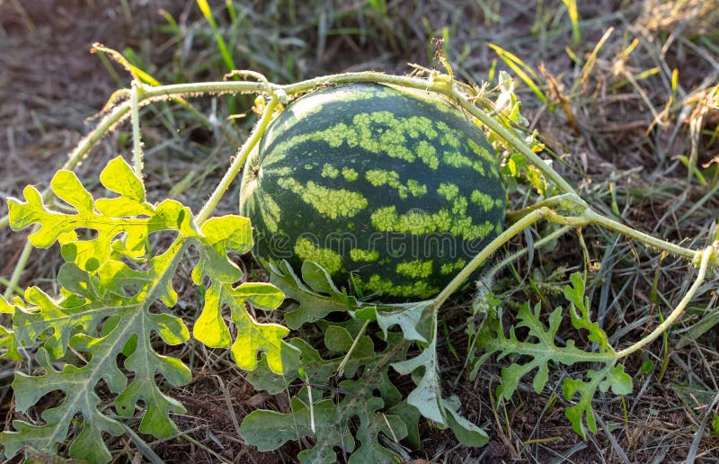Watermelon Grows on the Ground in the Garden Stock Image - Image of ...