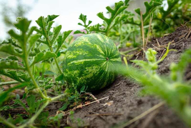 Watermelon Grows on the Ground Stock Photo - Image of nature, melon ...