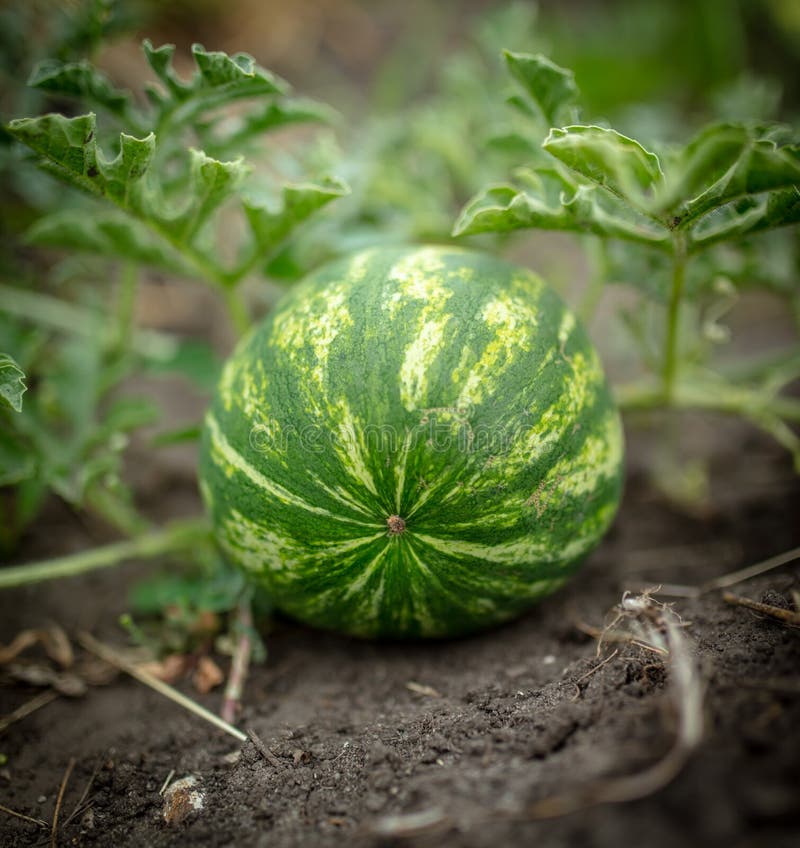 Watermelon Grows on the Ground Stock Photo - Image of squash, autumn ...