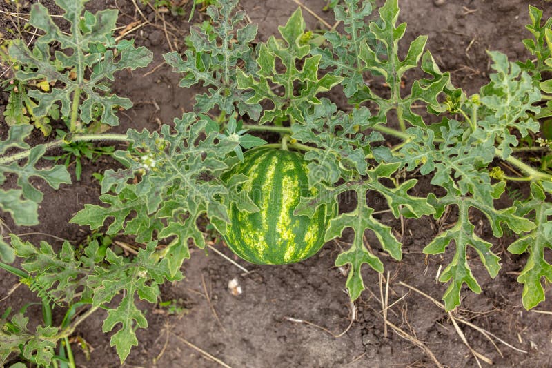 Watermelon Grows on the Ground Stock Photo - Image of nature, melon ...