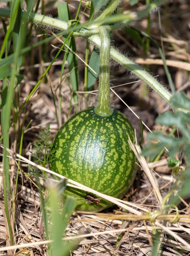 Watermelon Grows on the Ground Stock Image - Image of healthy, garden ...
