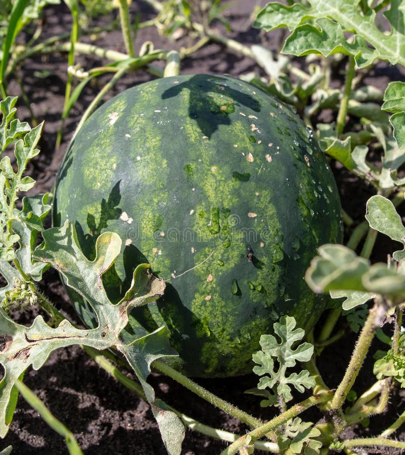 Watermelon Grows on the Ground. Stock Image - Image of leaf, sweet ...