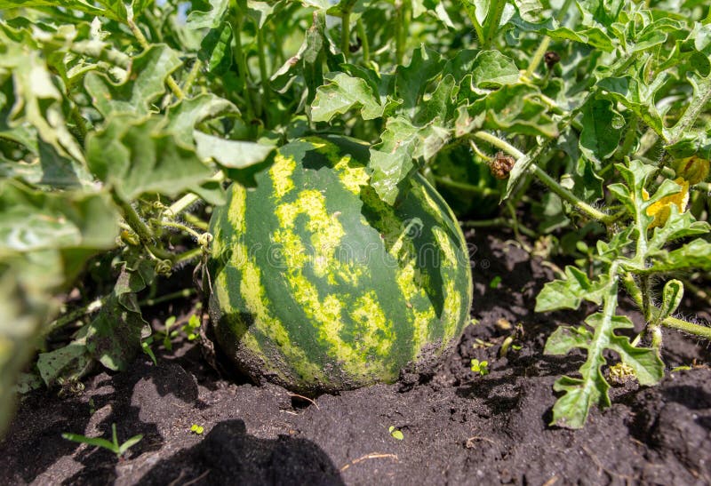 Watermelon Grows on the Ground. Stock Photo - Image of field, leaf ...
