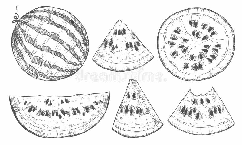 Watermelon Hand Drawn Vector Food Sketch Set Stock Vector ...