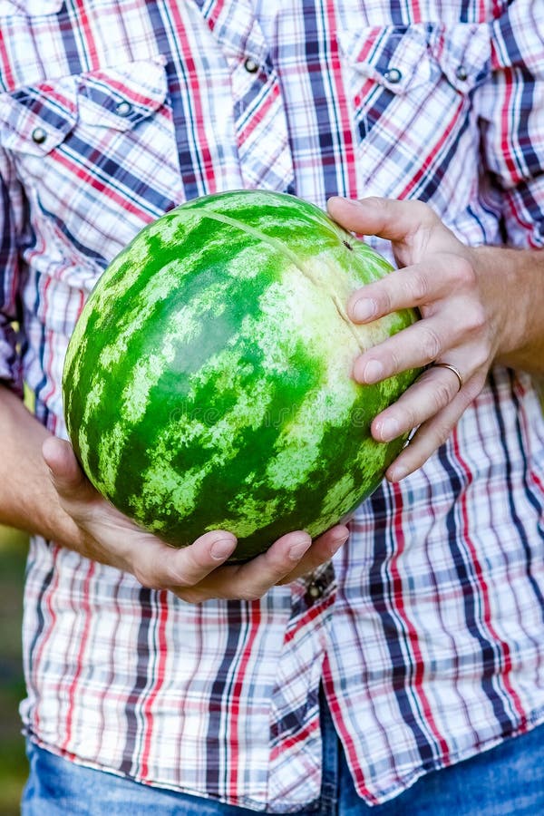 Watermelon in the Hands of a Guy on Nature in the Park Stock Image ...
