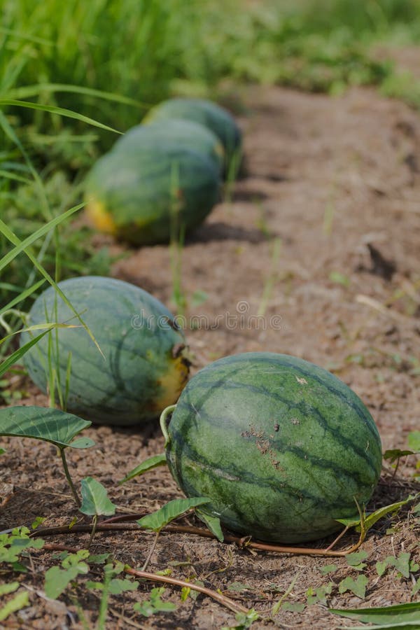 Watermelon stock photo. Image of melon, order, diet, delicious - 44300668
