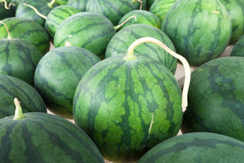 Watermelon crop stock image. Image of food, yield, cultivation - 50840559