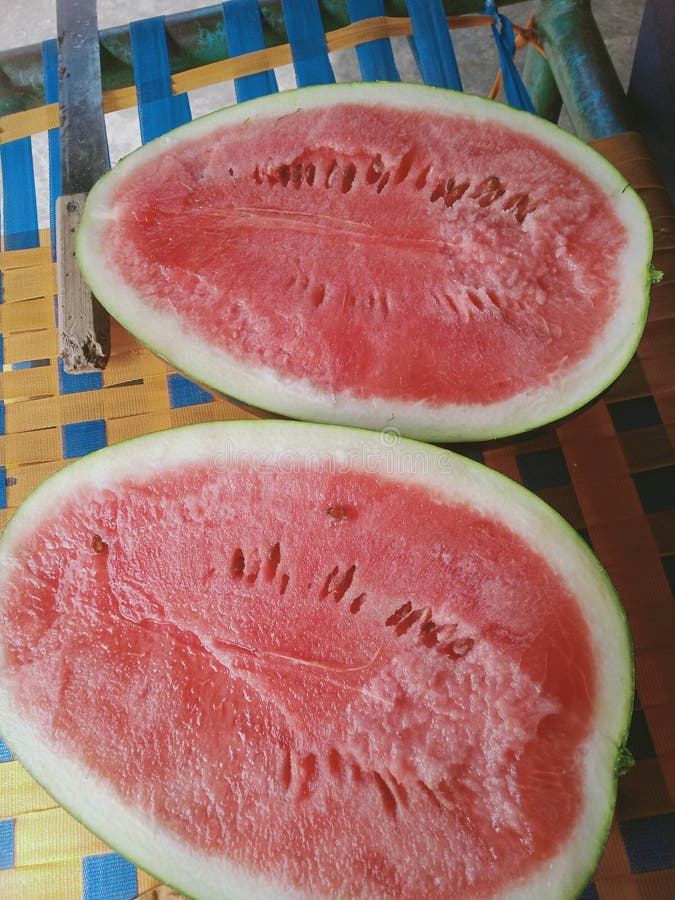 Watermelon in India stock photo. Image of citrus, tomato - 225639654
