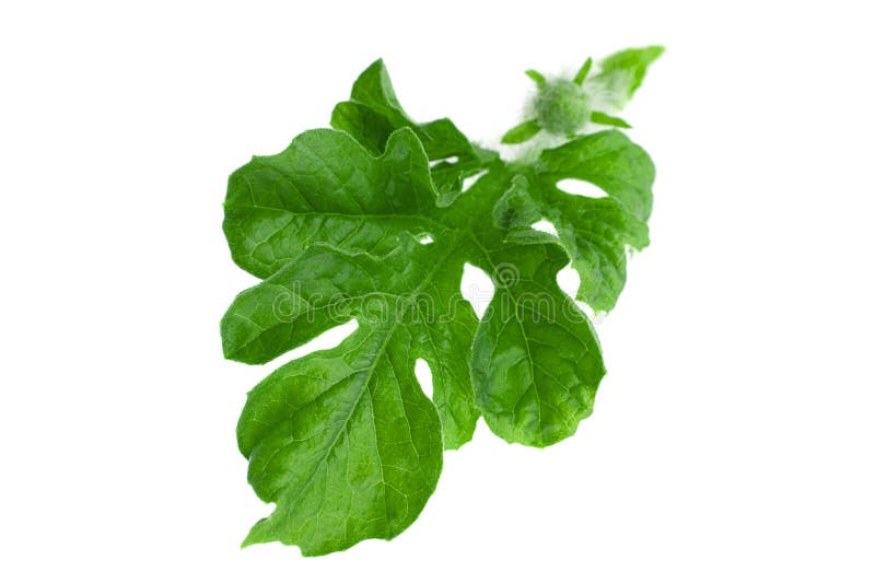 Watermelon leaf closeup stock photo. Image of closeup - 244239490