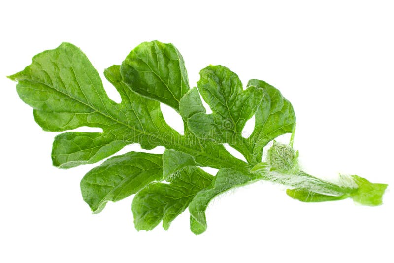 Watermelon leaf closeup stock photo. Image of natural - 125622326