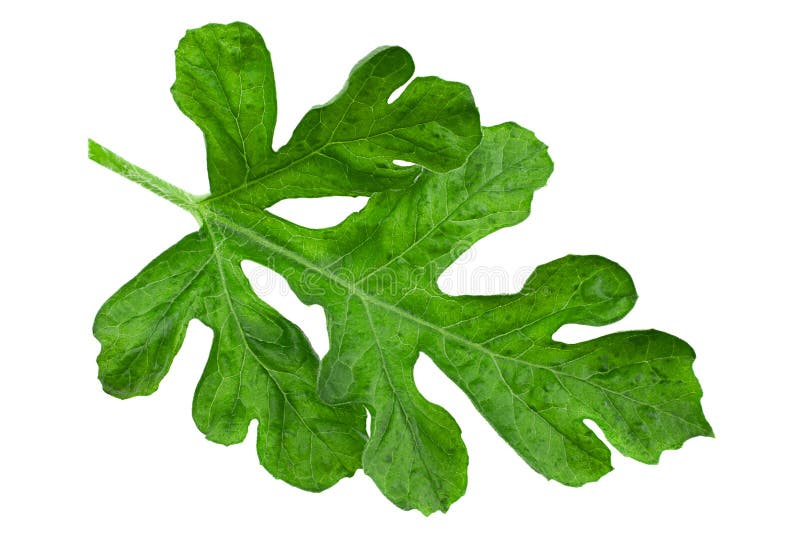 Watermelon leaf closeup stock image. Image of natural - 123109993
