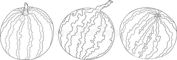 Watermelon Line Illustration Set. Watermelon for Coloring Pages Stock ...