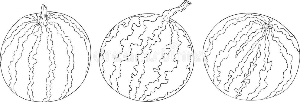 Watermelon Line Illustration Set. Watermelon for Coloring Pages Stock ...
