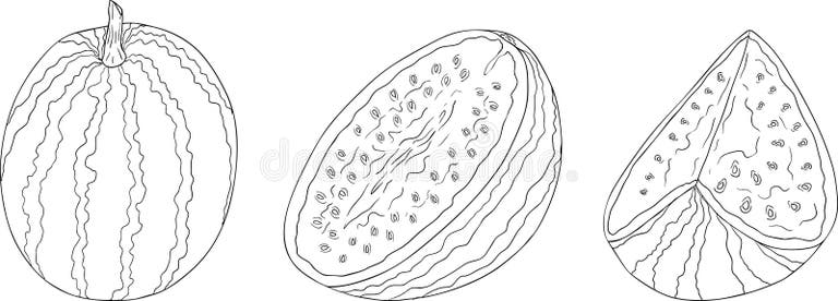 Watermelon Line Illustration Set. Watermelon for Coloring Pages Stock ...
