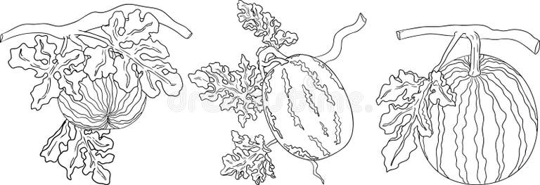Watermelon Line Illustration Set. Watermelon for Coloring Pages Stock ...