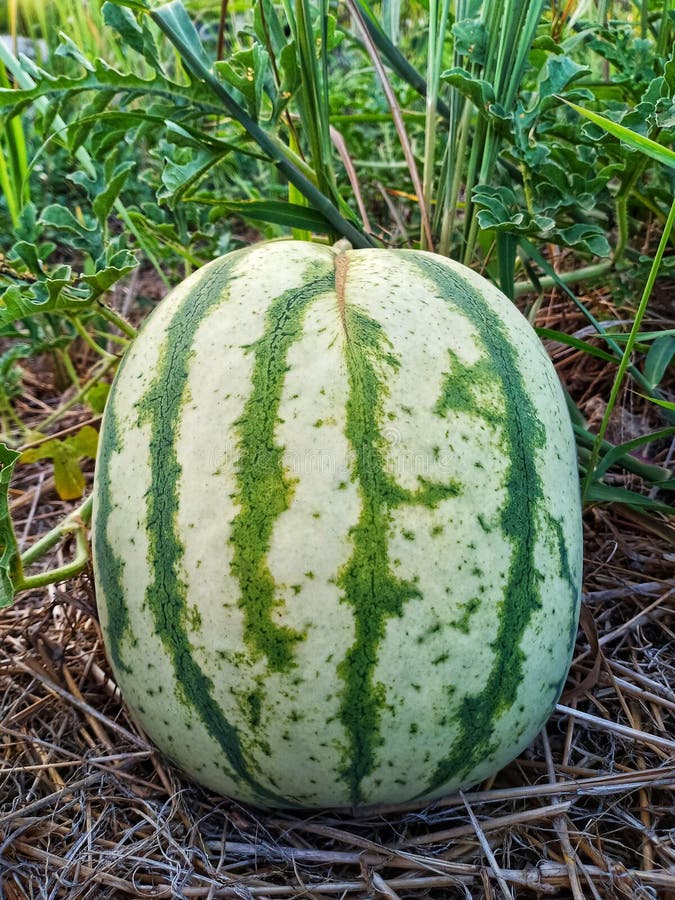 A Watermelon that Looks Like an Egg in a Birds Nest Stock Photo - Image ...