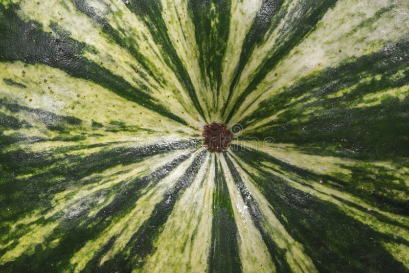 Watermelon macro texture stock photo. Image of tropical - 101888198