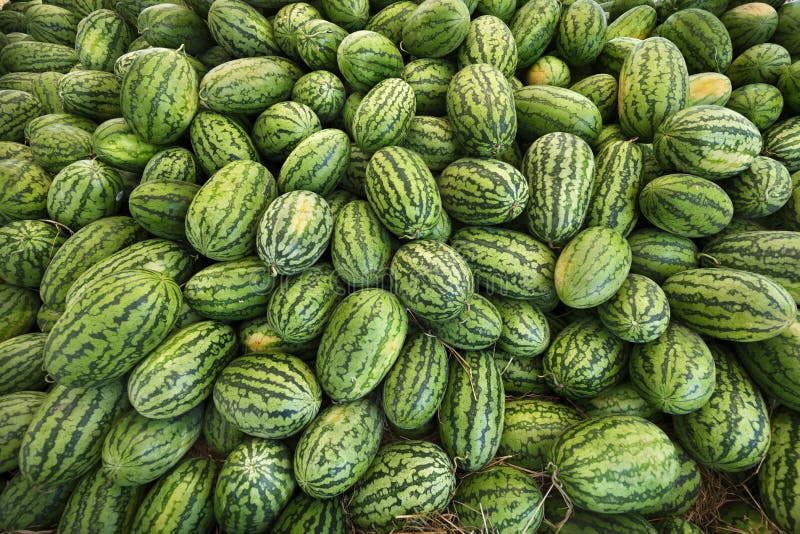 Watermelon in market stock image. Image of nutrient, dessert - 90777817