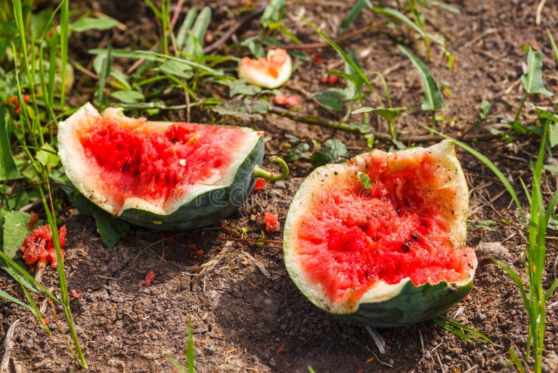 Watermelon stock image. Image of food, fresh, green, circle - 44300585