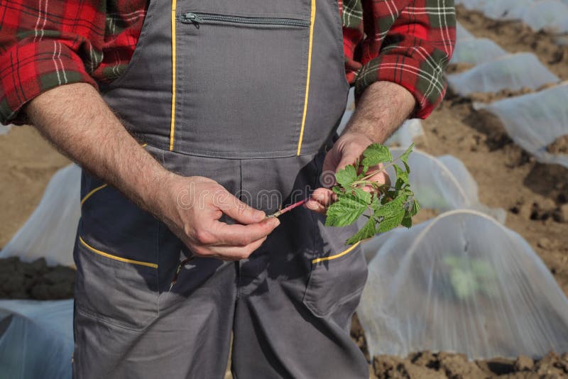 Watermelon or Melon Planting, Weed in Field Stock Photo - Image of ...