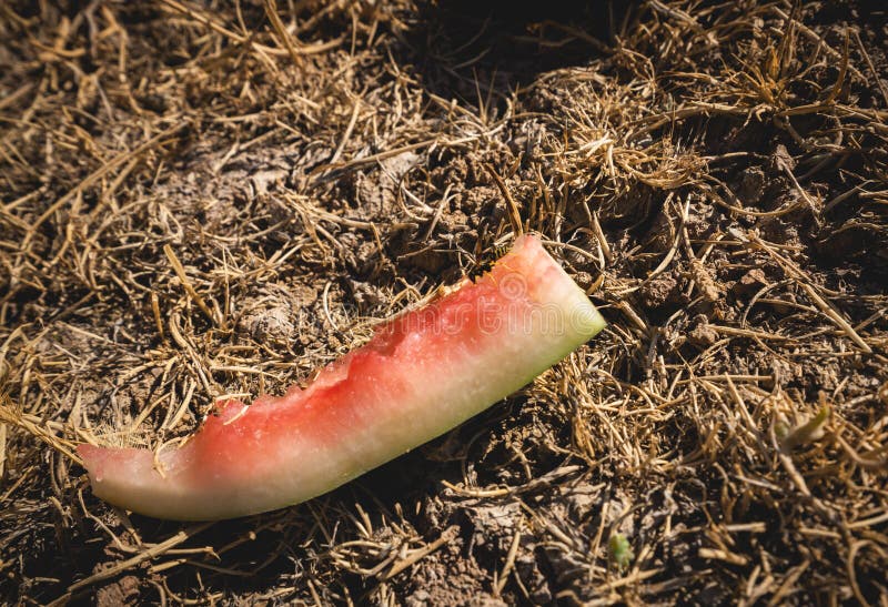 Watermelon Peel Finely Chopped for Making Candied Fruit Stock Photo ...