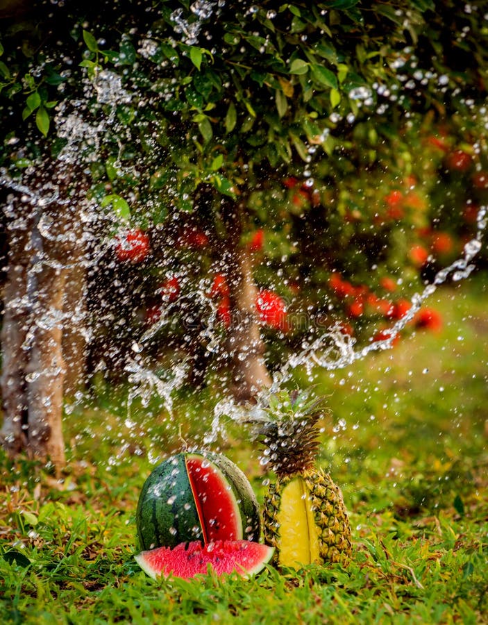 Watermelon and Pineapple in the Garden Stock Image - Image of juicy ...